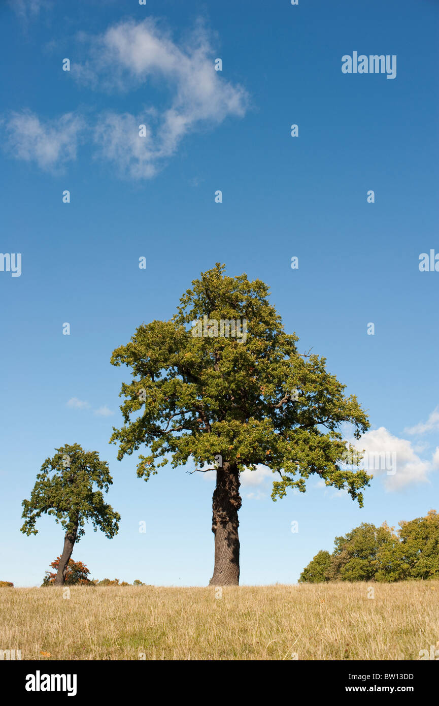 Little Tree Big Tree High Resolution Stock Photography and Images - Alamy