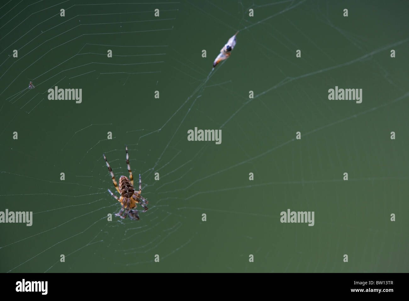 Spider (orb web Stock Photo - Alamy