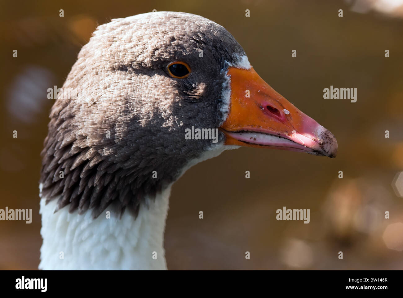 Goose with a white neck and black head Stock Photo - Alamy