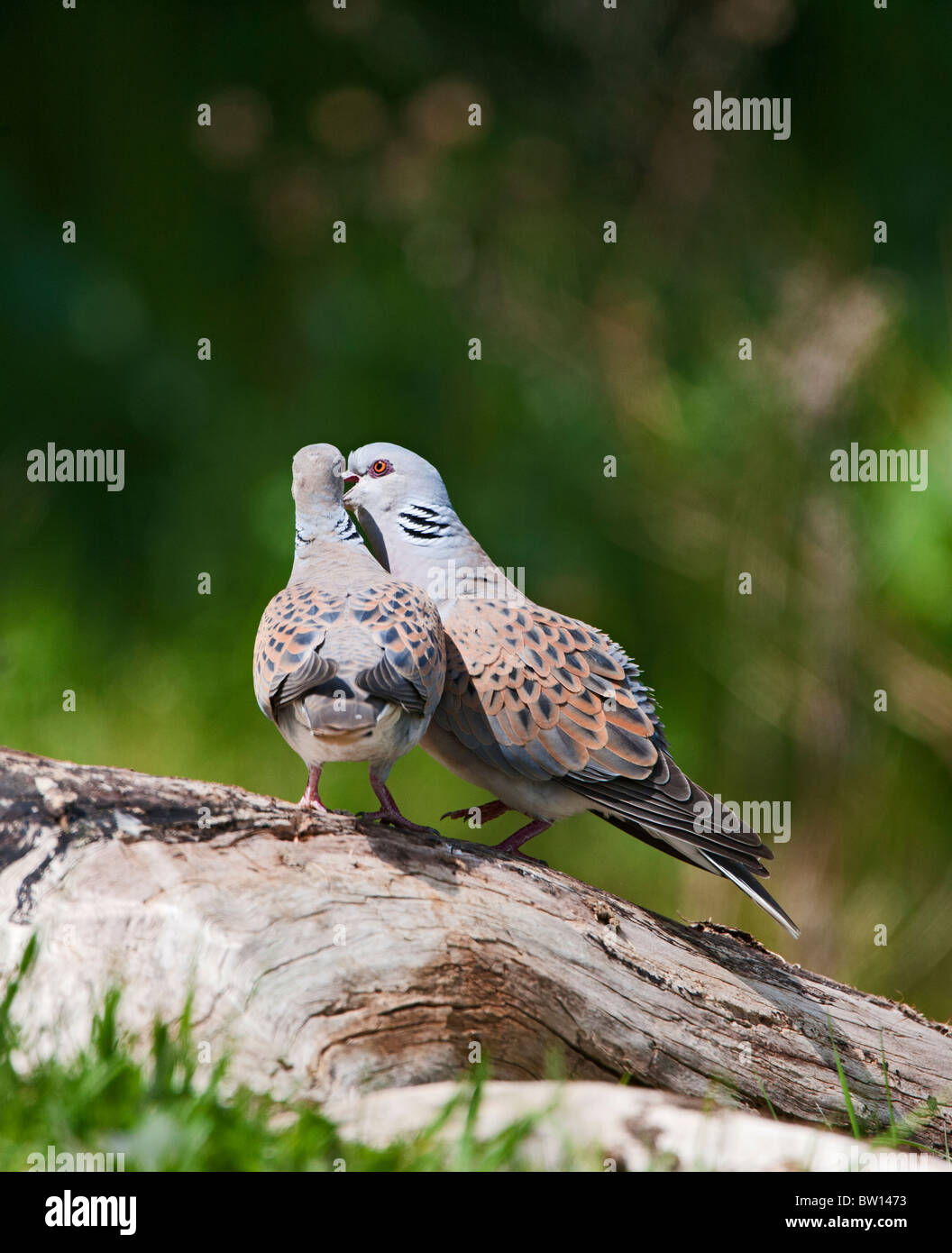 Two Turtle Dove High Resolution Stock Photography and Images - Alamy