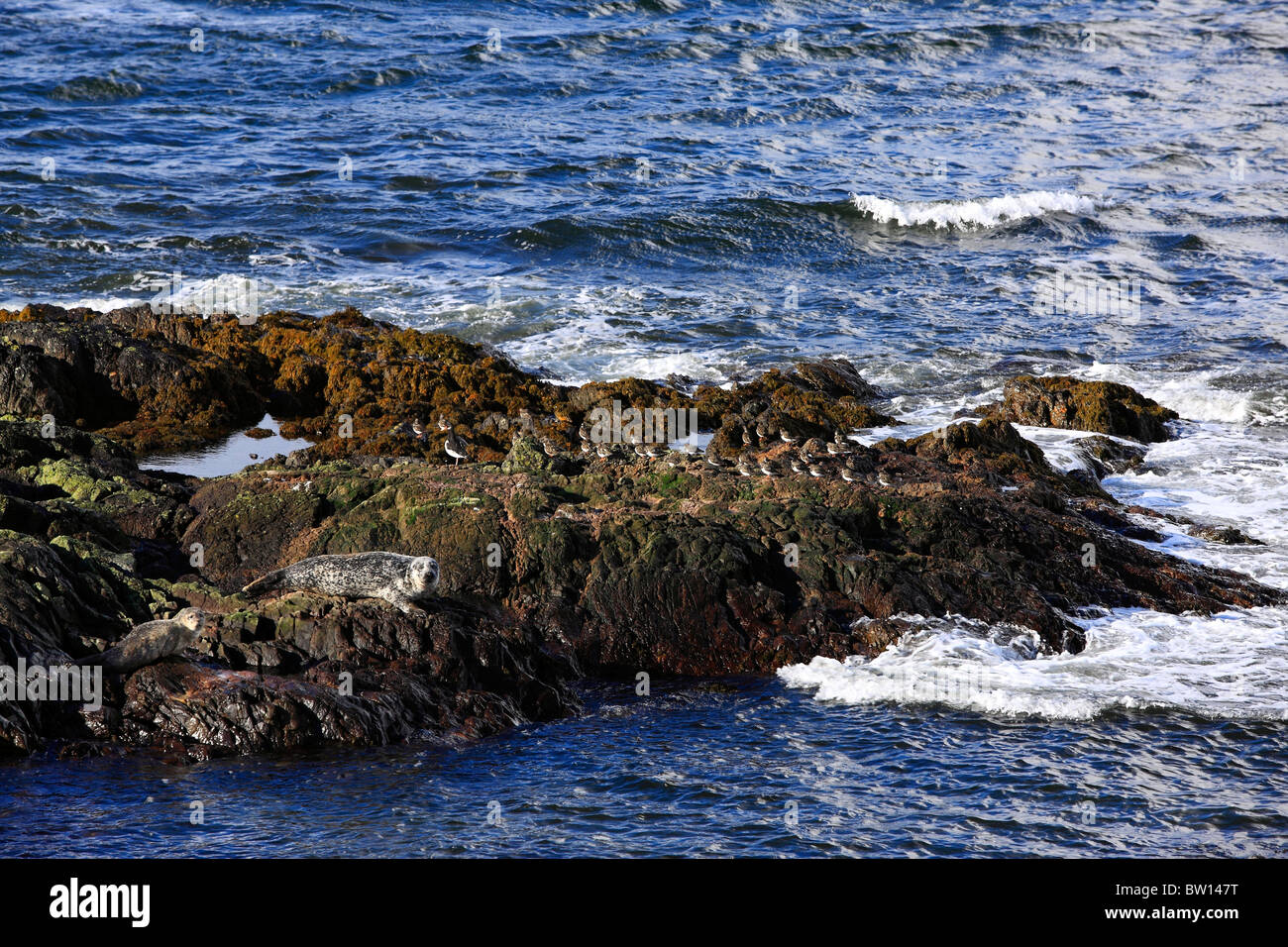 Grey Seals on Coastal Rocks, Roonadh Quay, County Mayo Ireland Stock ...