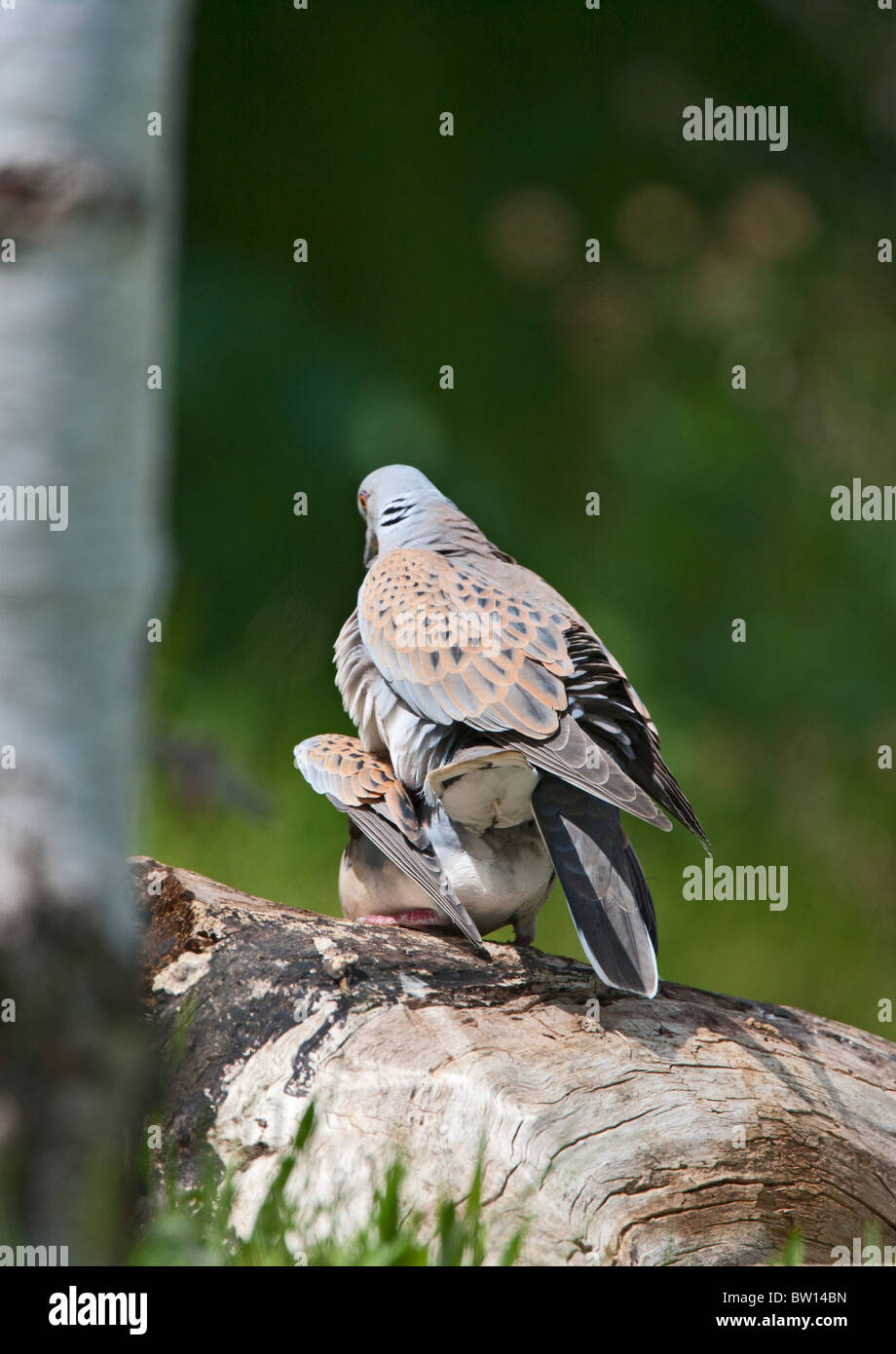 Two turtle dove hi-res stock photography and images - Alamy