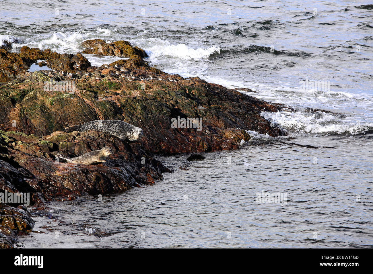 Grey Seals on Coastal Rocks, Roonagh Quay, County Mayo Ireland Stock ...