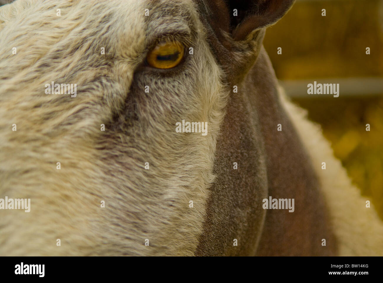 Blue Faced Leicester Sheep High Resolution Stock Photography and Images ...