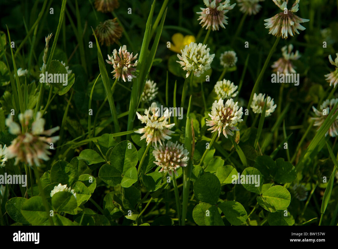 Trefoil clover hi-res stock photography and images - Alamy