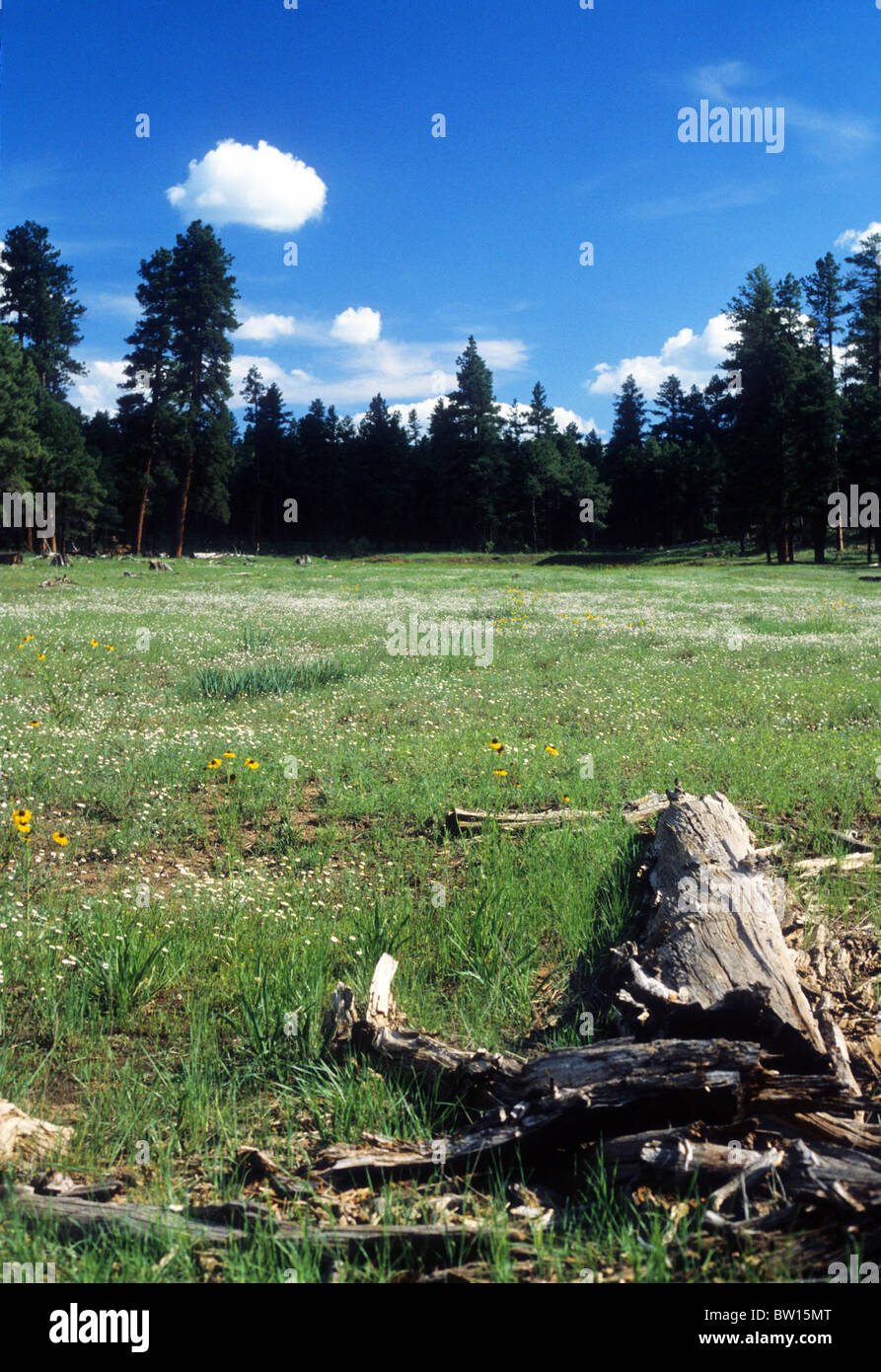 Meadow Northern Arizona USA forest tree stump blue sky white cloud ...