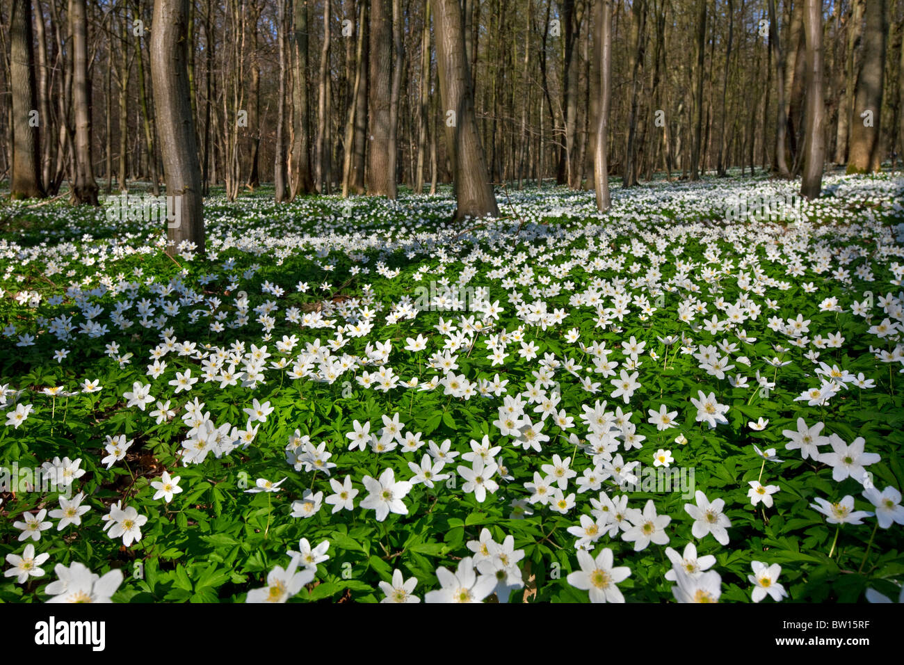 Wood anemones (Anemone nemorosa) flowering in spring forest Stock Photo ...