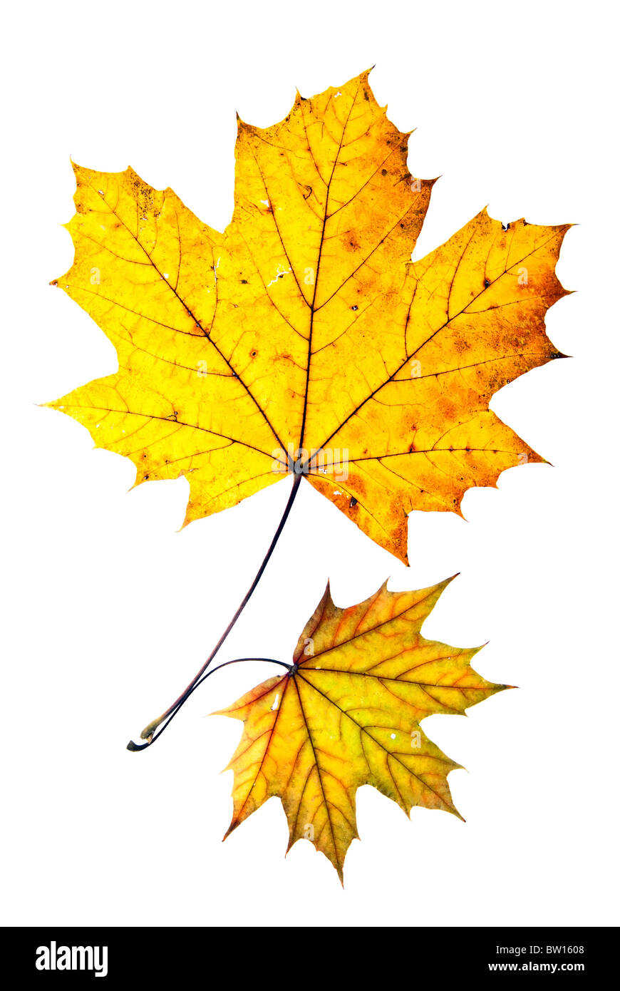 two yellow autumn leaves Stock Photo - Alamy