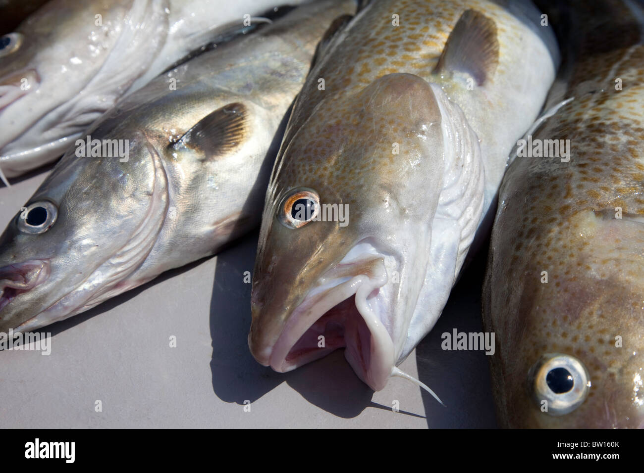 Line caught Cod and Pollack UK Stock Photo - Alamy