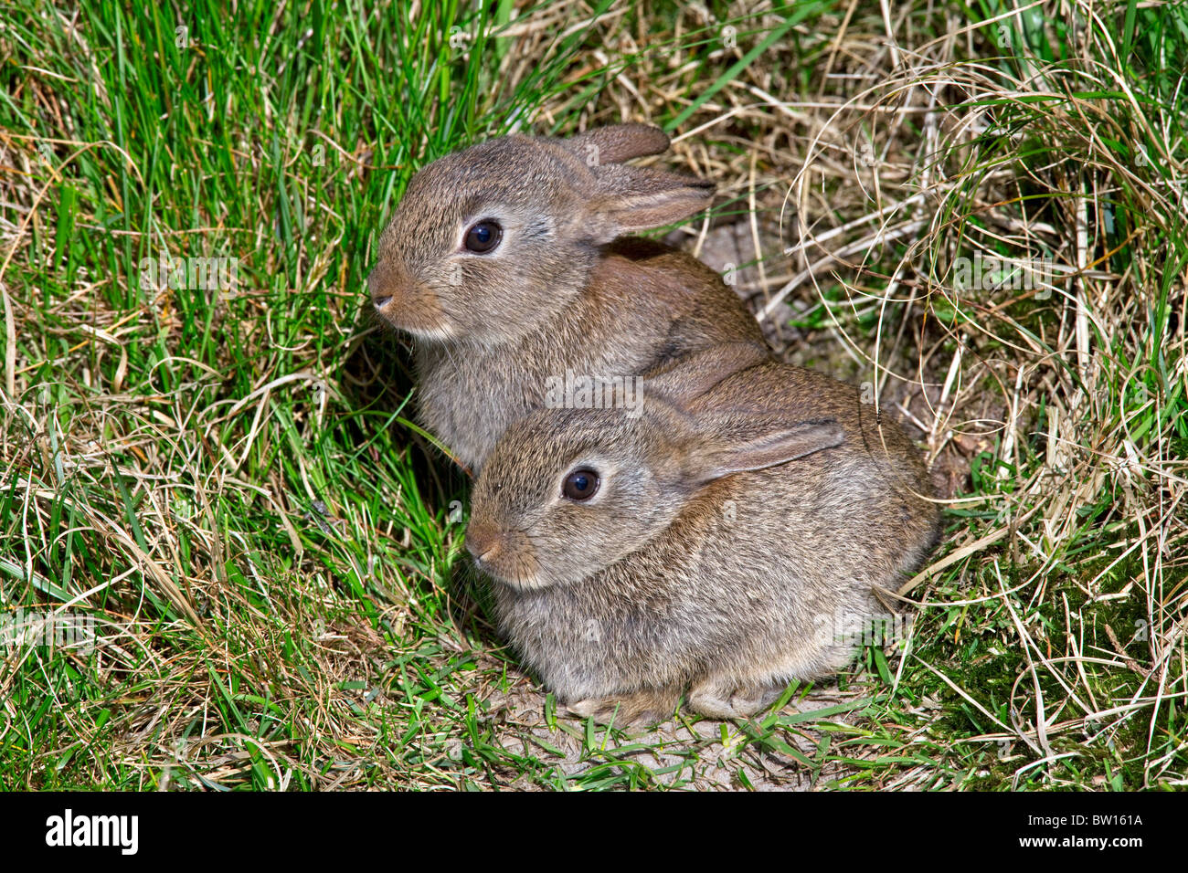 Young European rabbits (Oryctolagus cuniculus) in meadow Stock Photo ...