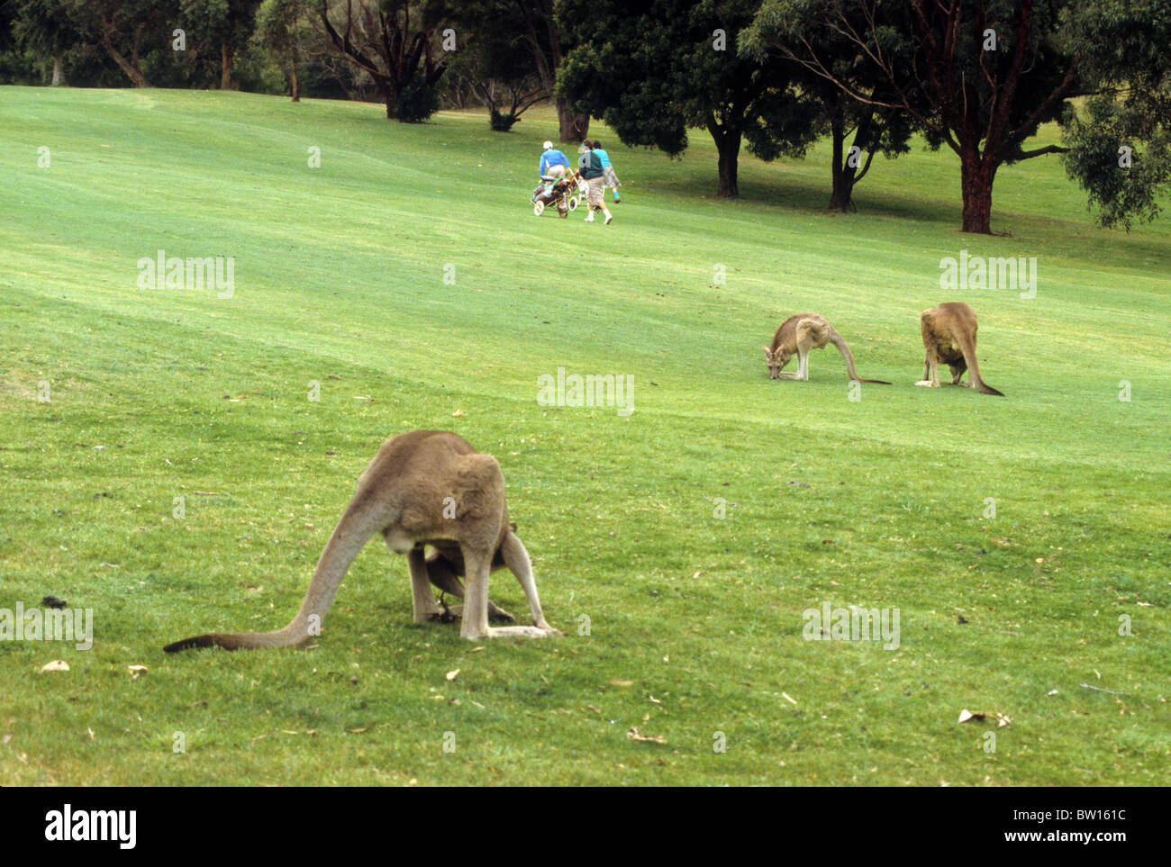Kangaroo roo Oz Australia gold course hazard play through sport green ...