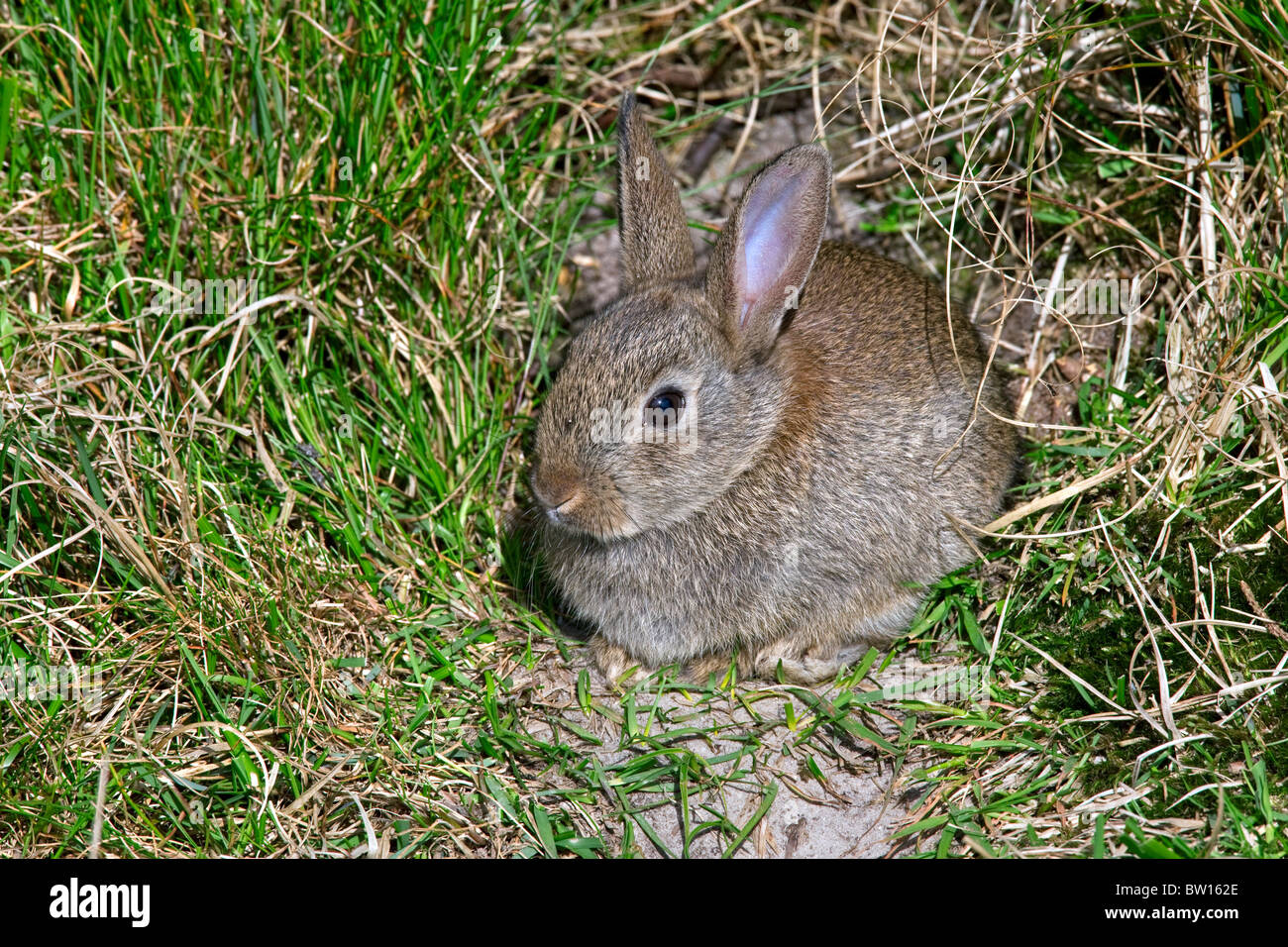 Young European rabbit (Oryctolagus cuniculus) in front of burrow ...