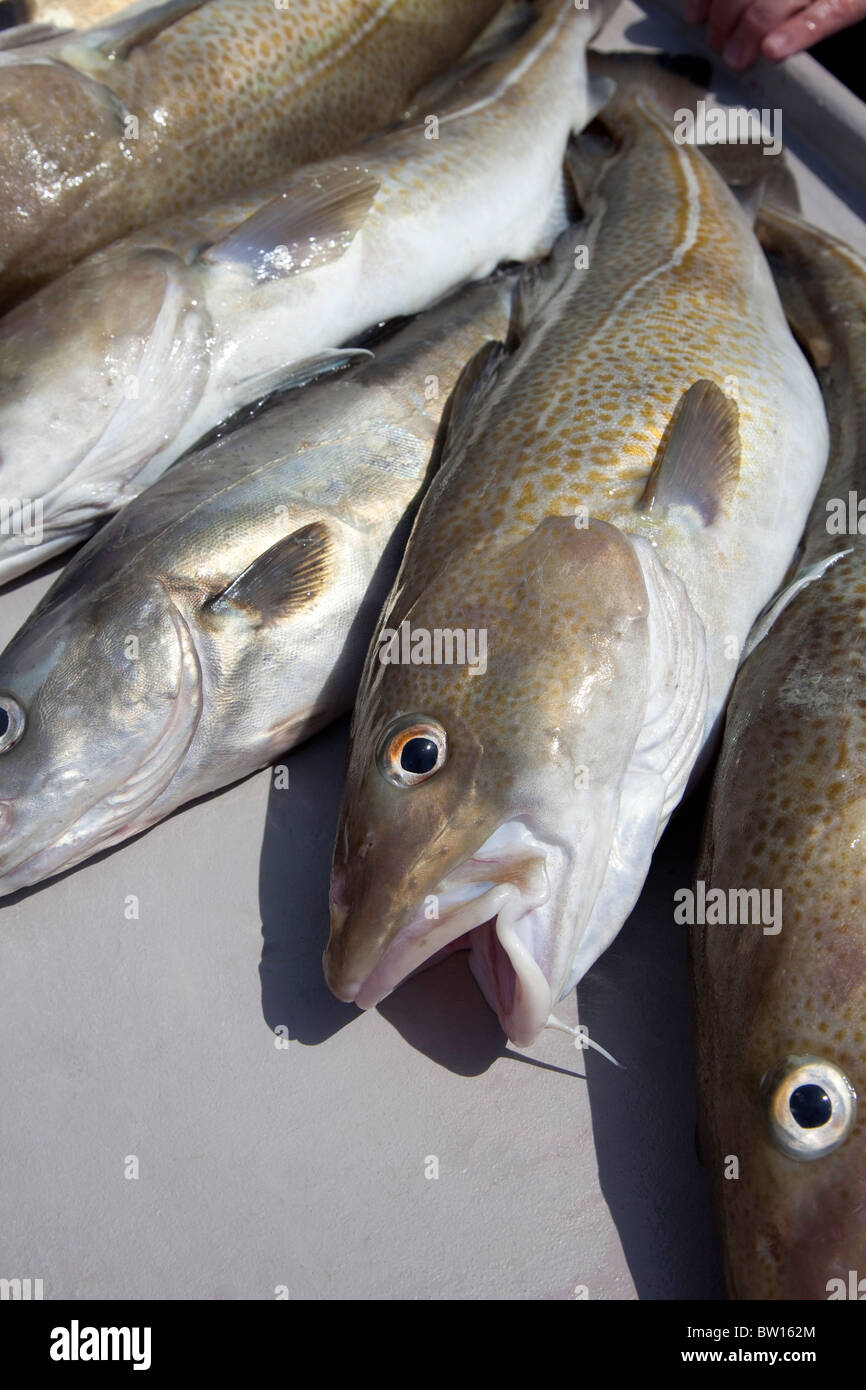 Line caught Cod and Pollack UK Stock Photo - Alamy