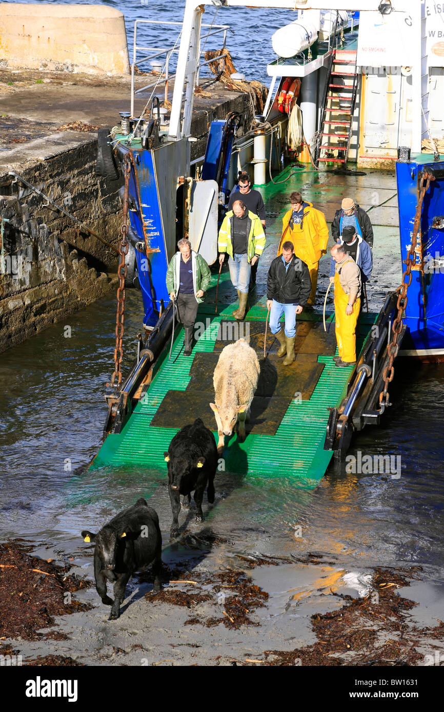 Cattle being off loaded from a Boat at Roonagh Quay, County Mayo ...
