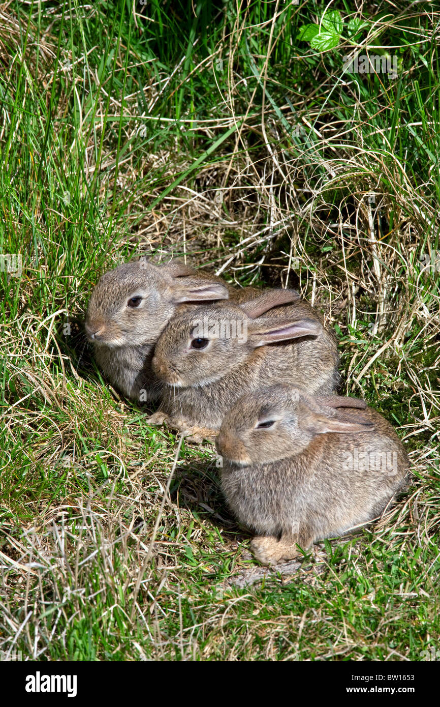 Three young European rabbits (Oryctolagus cuniculus) in front of burrow ...