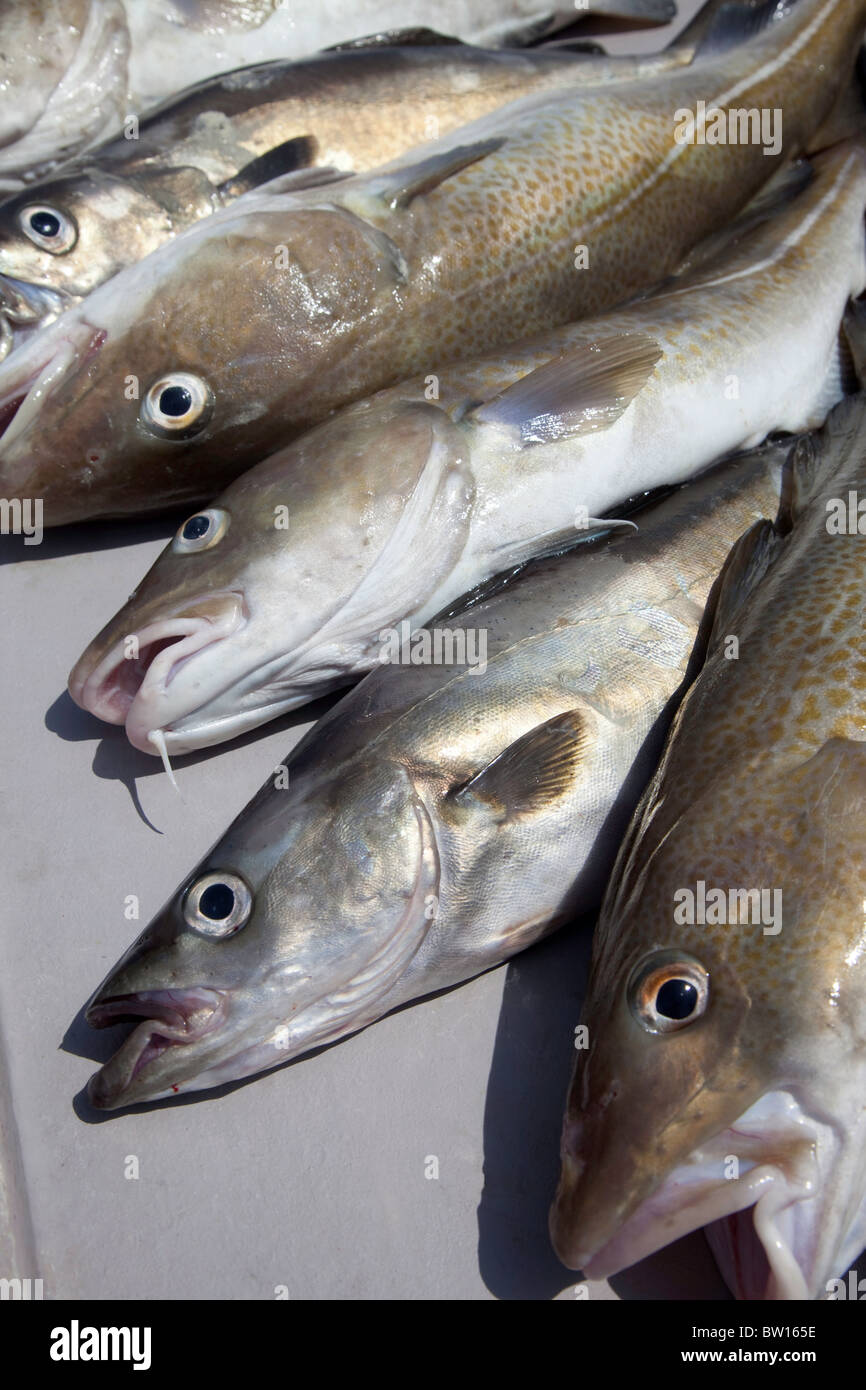 Line caught Cod and Pollack UK Stock Photo - Alamy