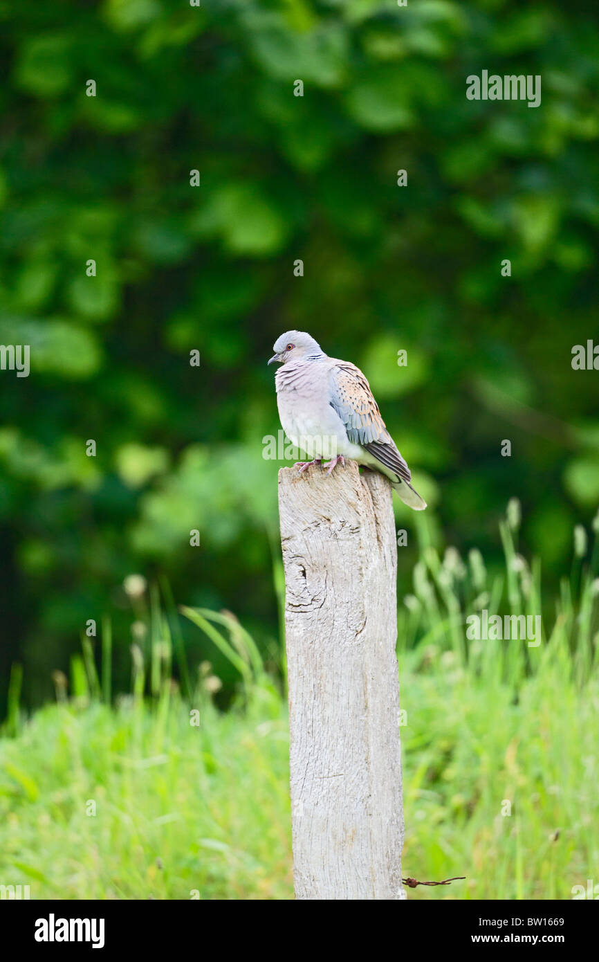 Turtle dove ( Streptopelia turtur ) resting on fence post Stock Photo ...