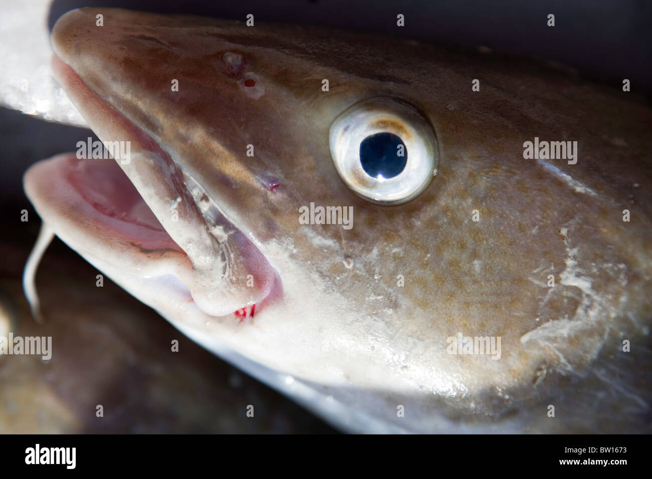 Line caught Cod UK Stock Photo - Alamy