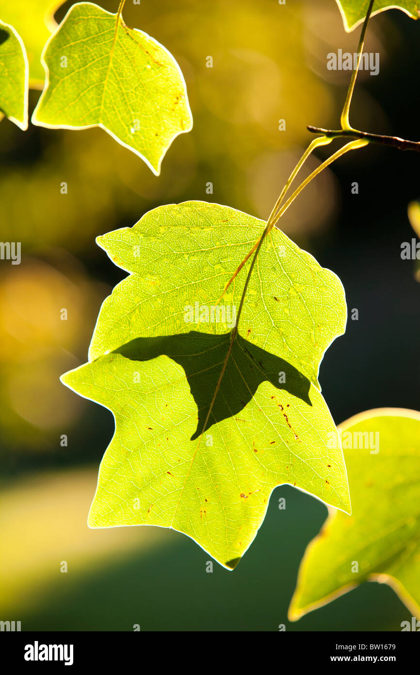 Backlit autumn tree hi-res stock photography and images - Alamy