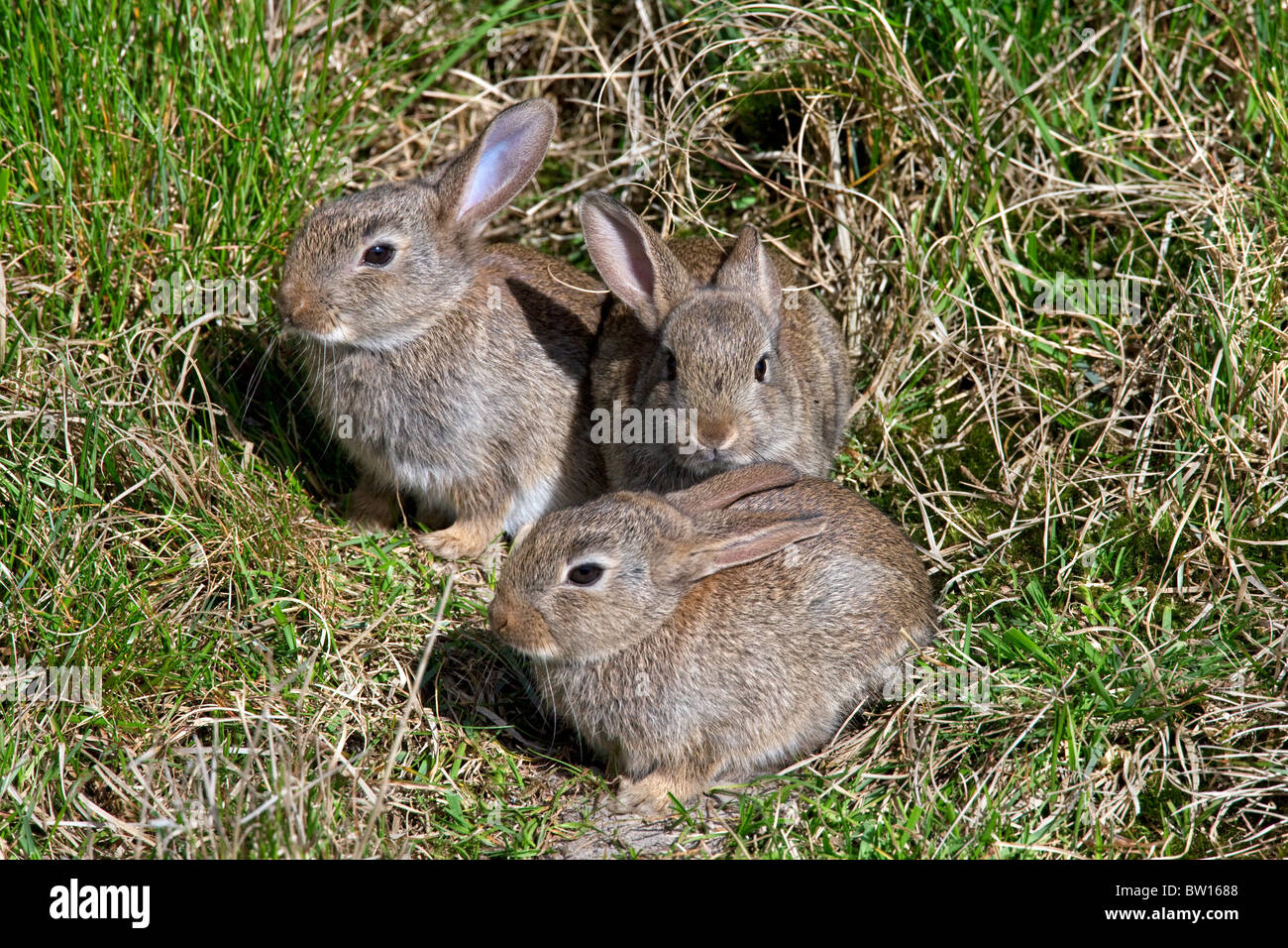 Three young European rabbits (Oryctolagus cuniculus) in front of burrow ...