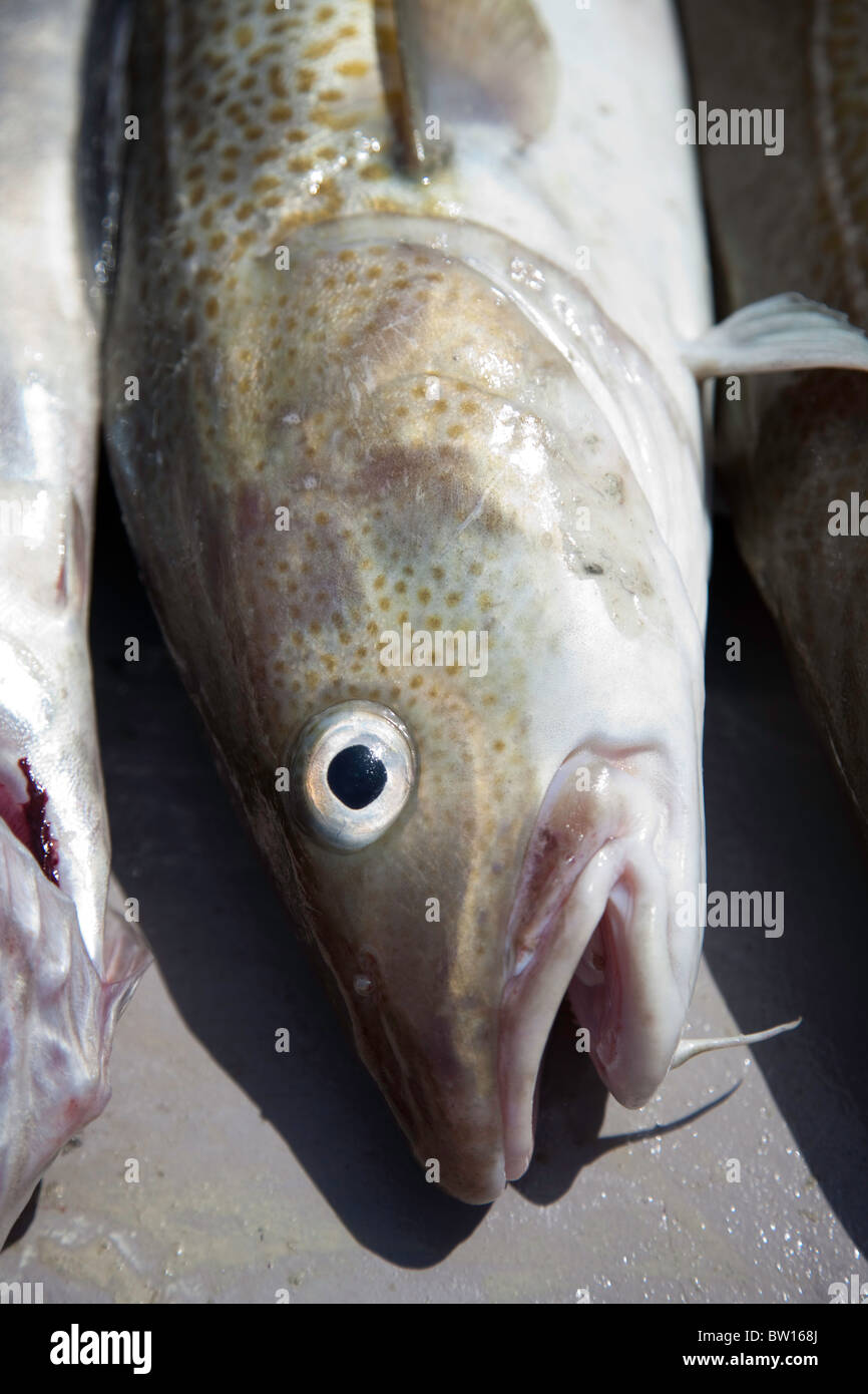 Catching cod hi-res stock photography and images - Alamy