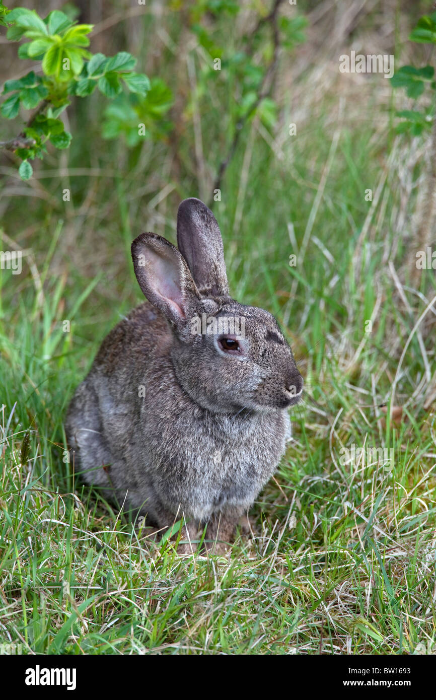 European rabbit oryctolagus cuniculus hi-res stock photography and ...