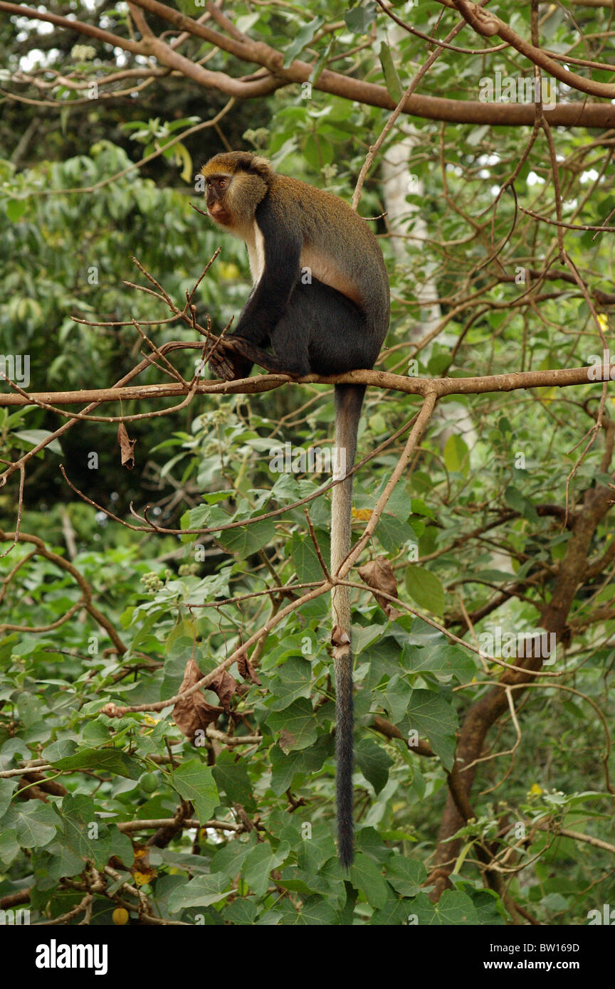Campbell's mona monkey (Cercopithecus mona campbelli) in rainforest ...
