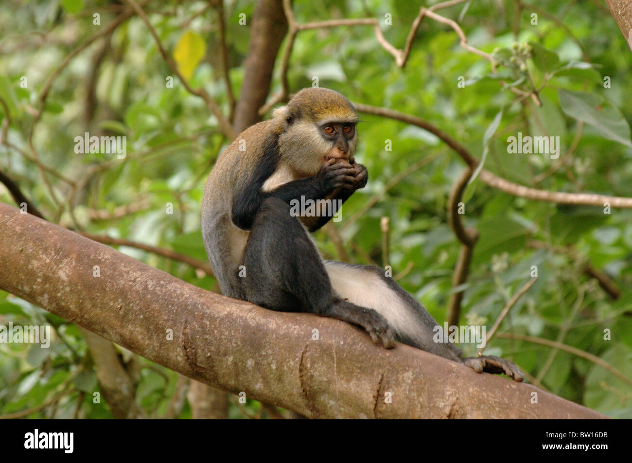 Campbell's mona monkey (Cercopithecus mona campbelli) eating a fruit in ...