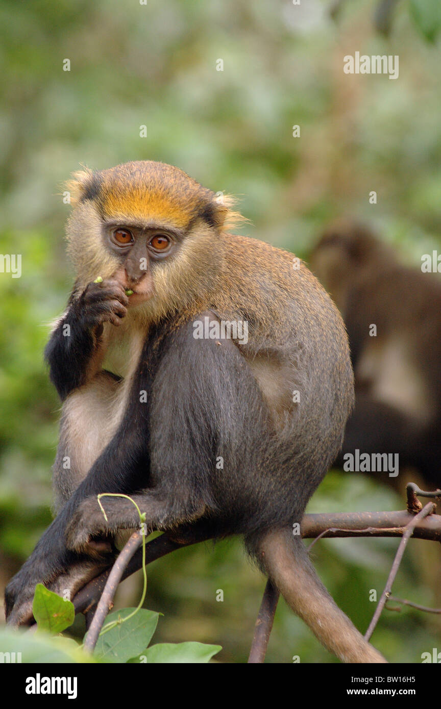 The campbells mona monkey hi-res stock photography and images - Alamy