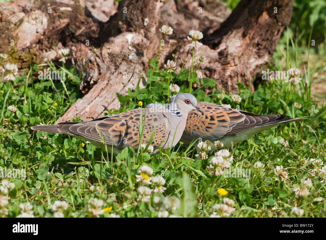 Two turtle dove hi-res stock photography and images - Alamy