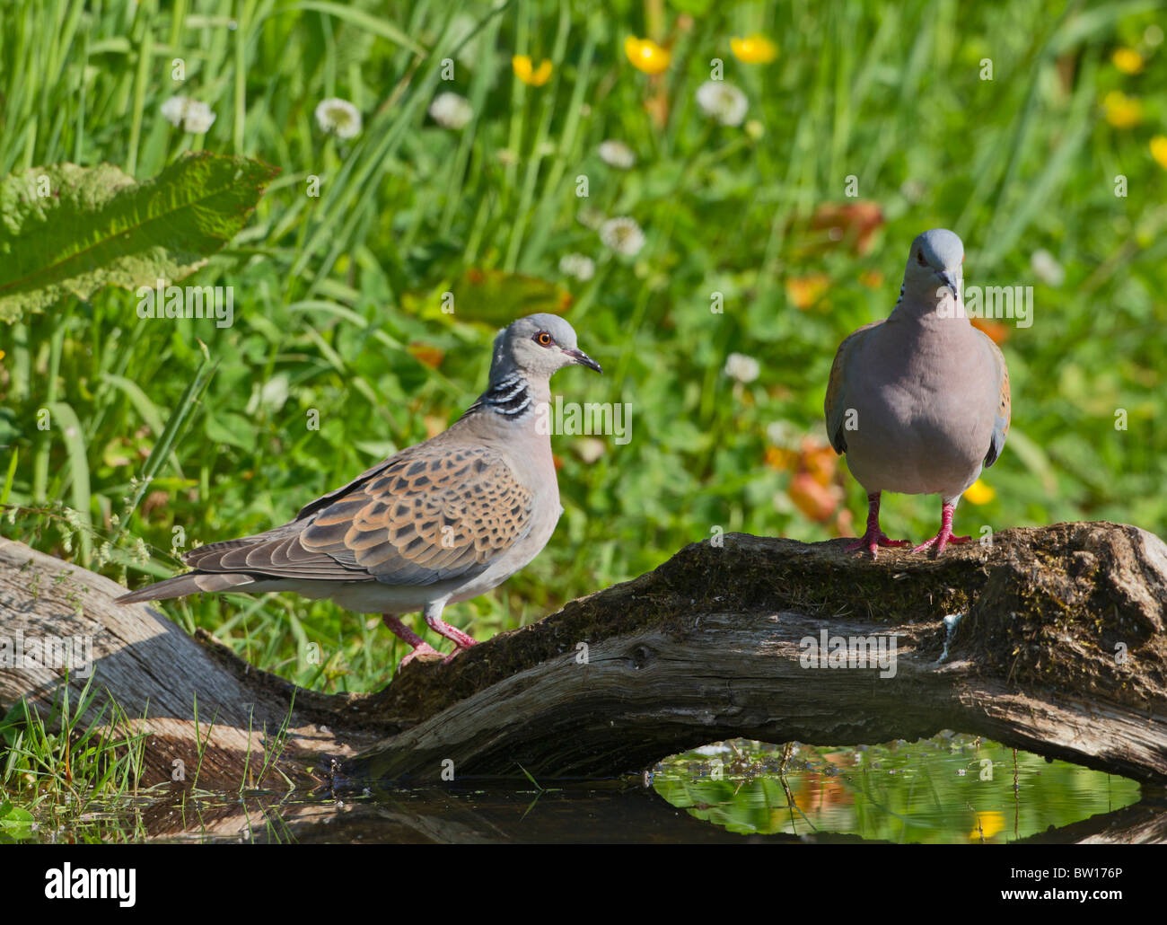 Turtle dove ( Streptopelia turtur ) pair in courtship display at pond ...