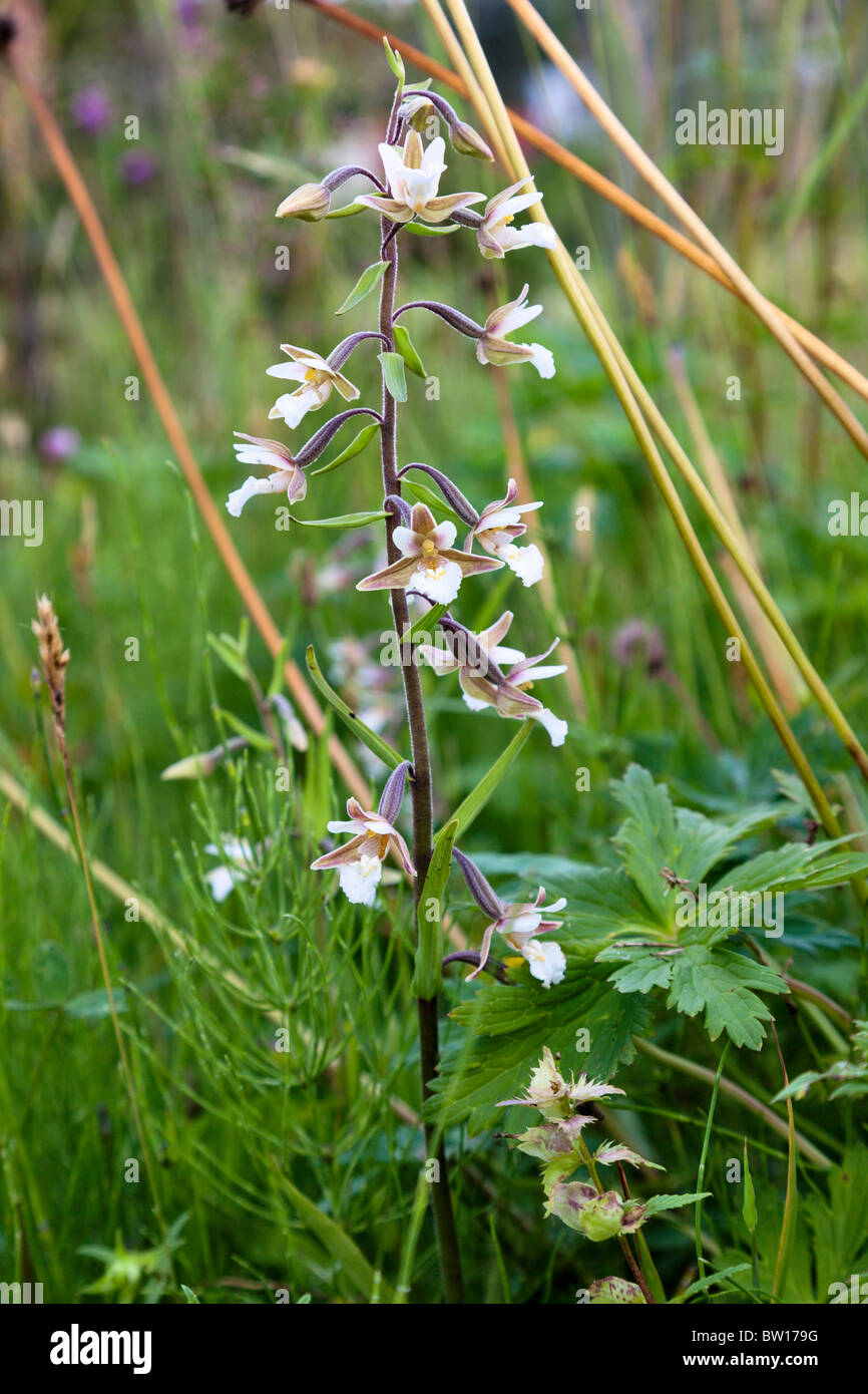 Flowering orchids, Marsh Helleborine, Epipactis palustris Stock Photo - Alamy