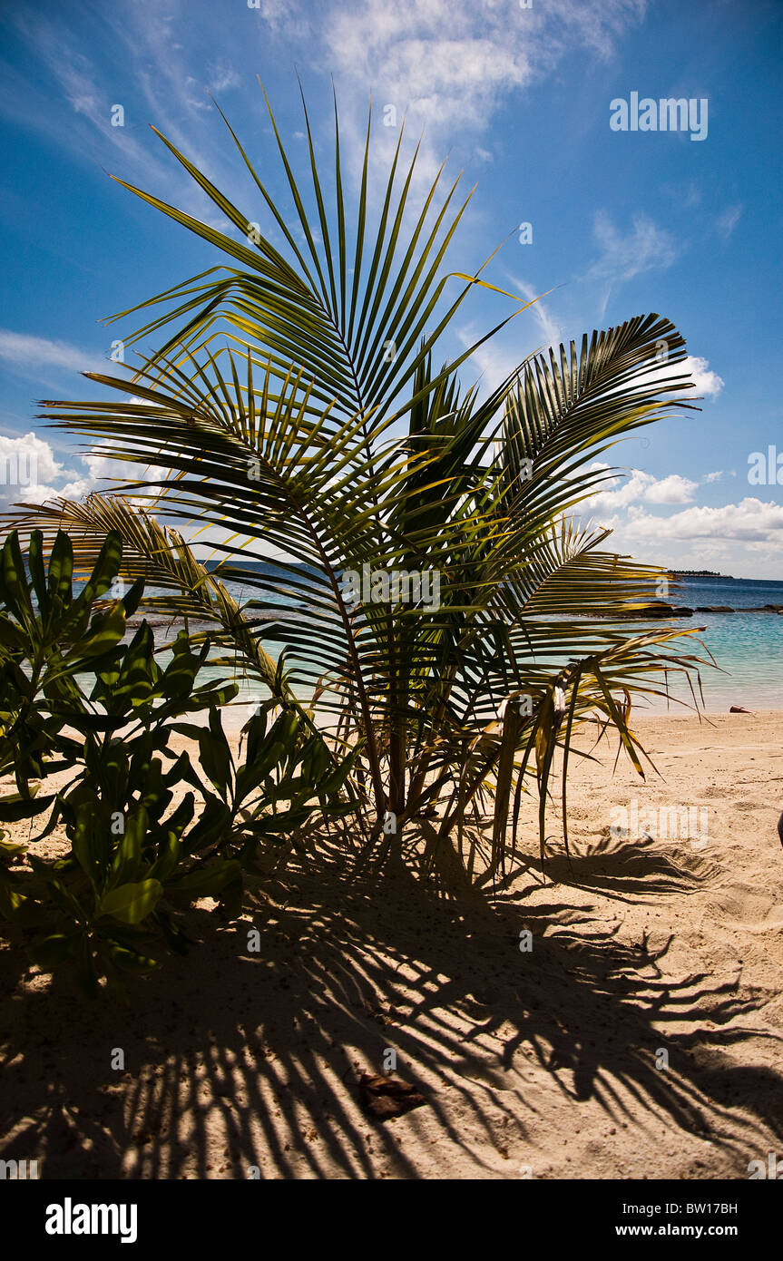 Maldives beach palm tree Stock Photo - Alamy