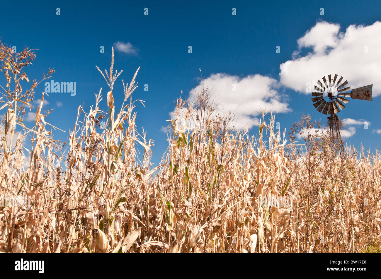 American windmill/windpump and corn/maize field, near Viroqua ...