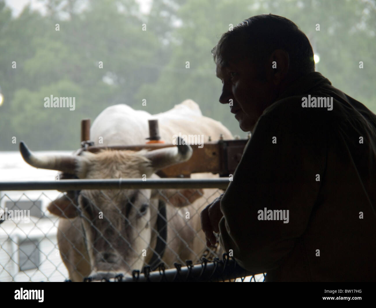 Ox pulling hi-res stock photography and images - Alamy