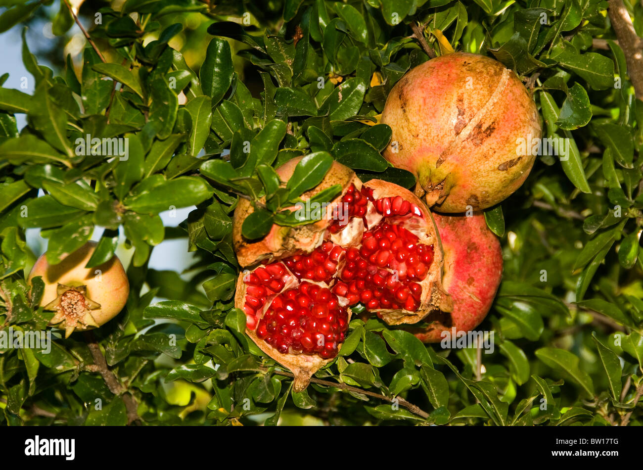 Fruit tree pomegranate pomegranates hi-res stock photography and images ...