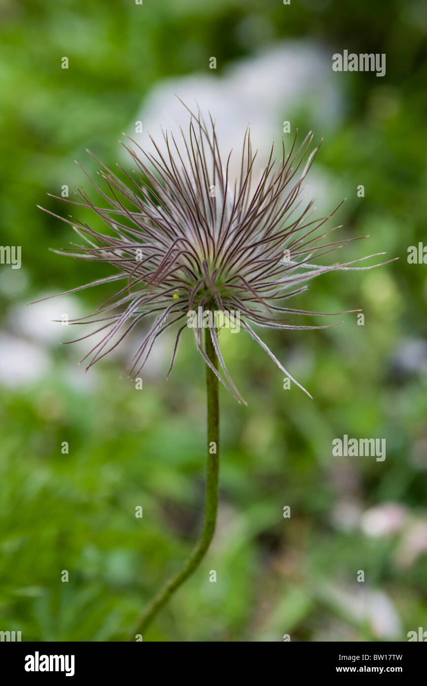 Alpine pasque flower hi-res stock photography and images - Alamy