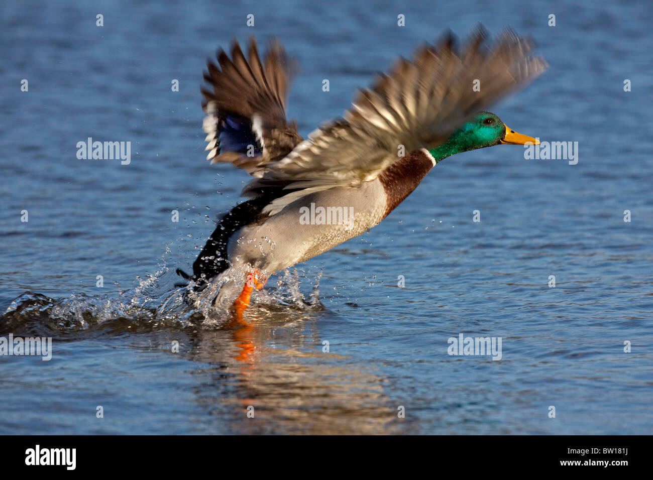 Male mallard duck taking off hi-res stock photography and images - Alamy