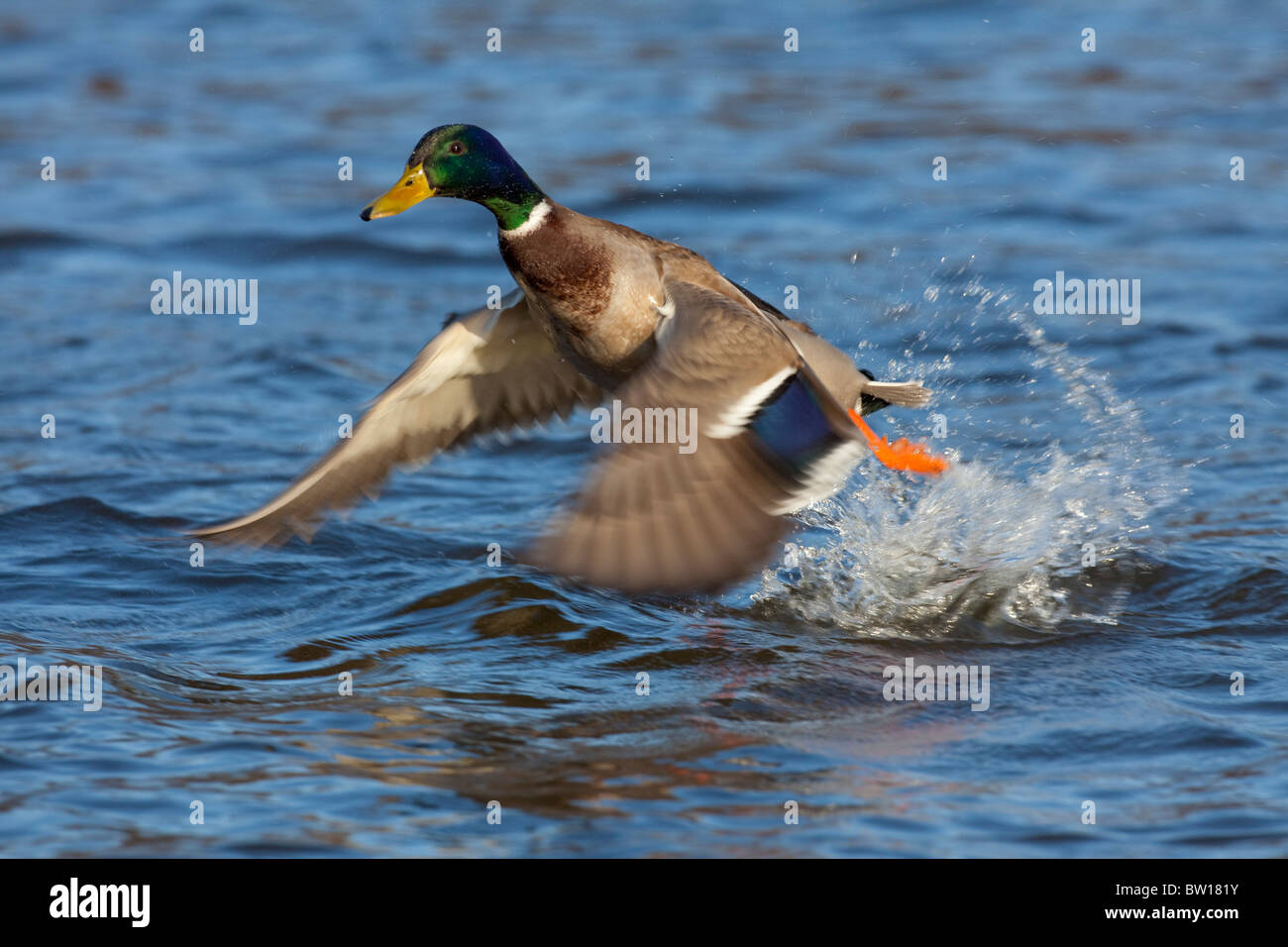 Mallard Wild Duck Anas Platyrhynchos Drake Taking Off From Lake