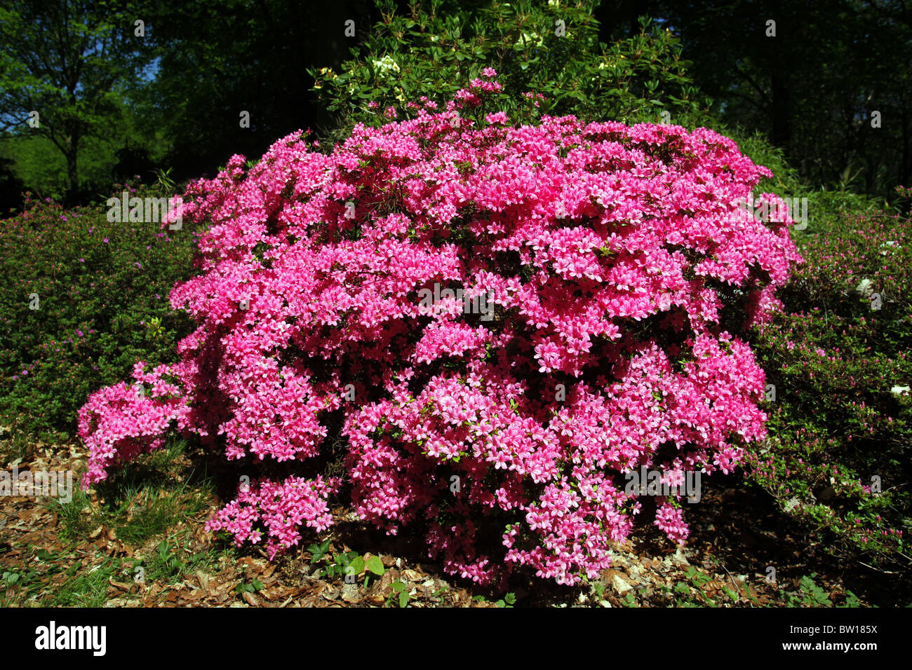 PINK KURUME AZALEAS CASTLE HOWARD NORTH YORKSHIRE MALTON NORTH ...