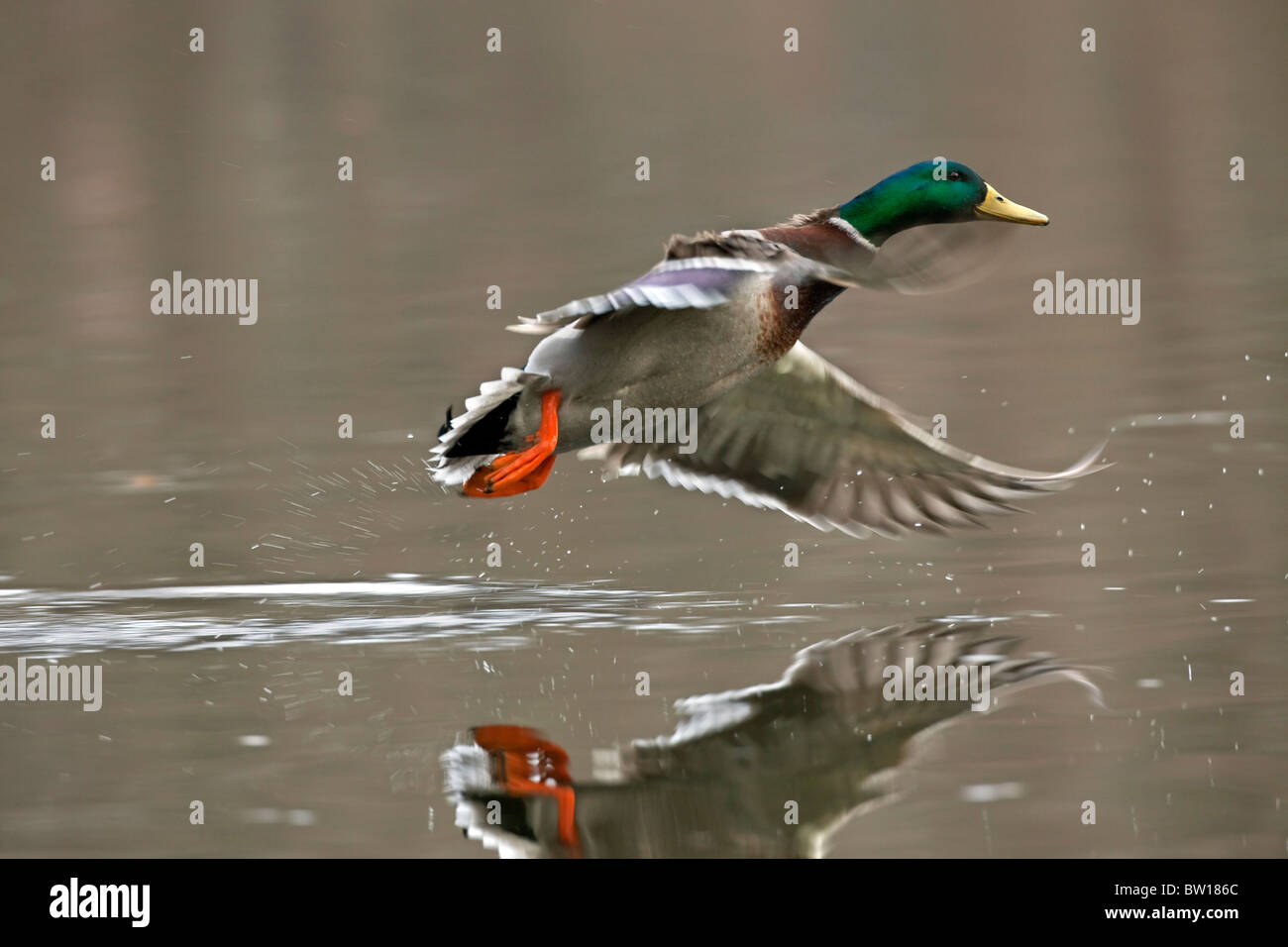 Banded Mallard Ducks Landing