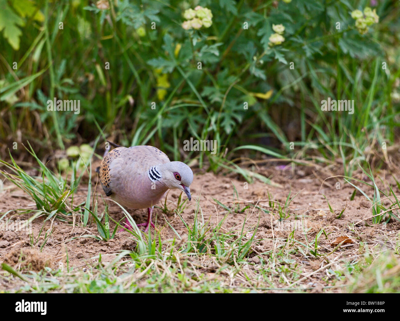 Turtle dove ( Streptopelia turtur ) feeding in meadow Stock Photo - Alamy