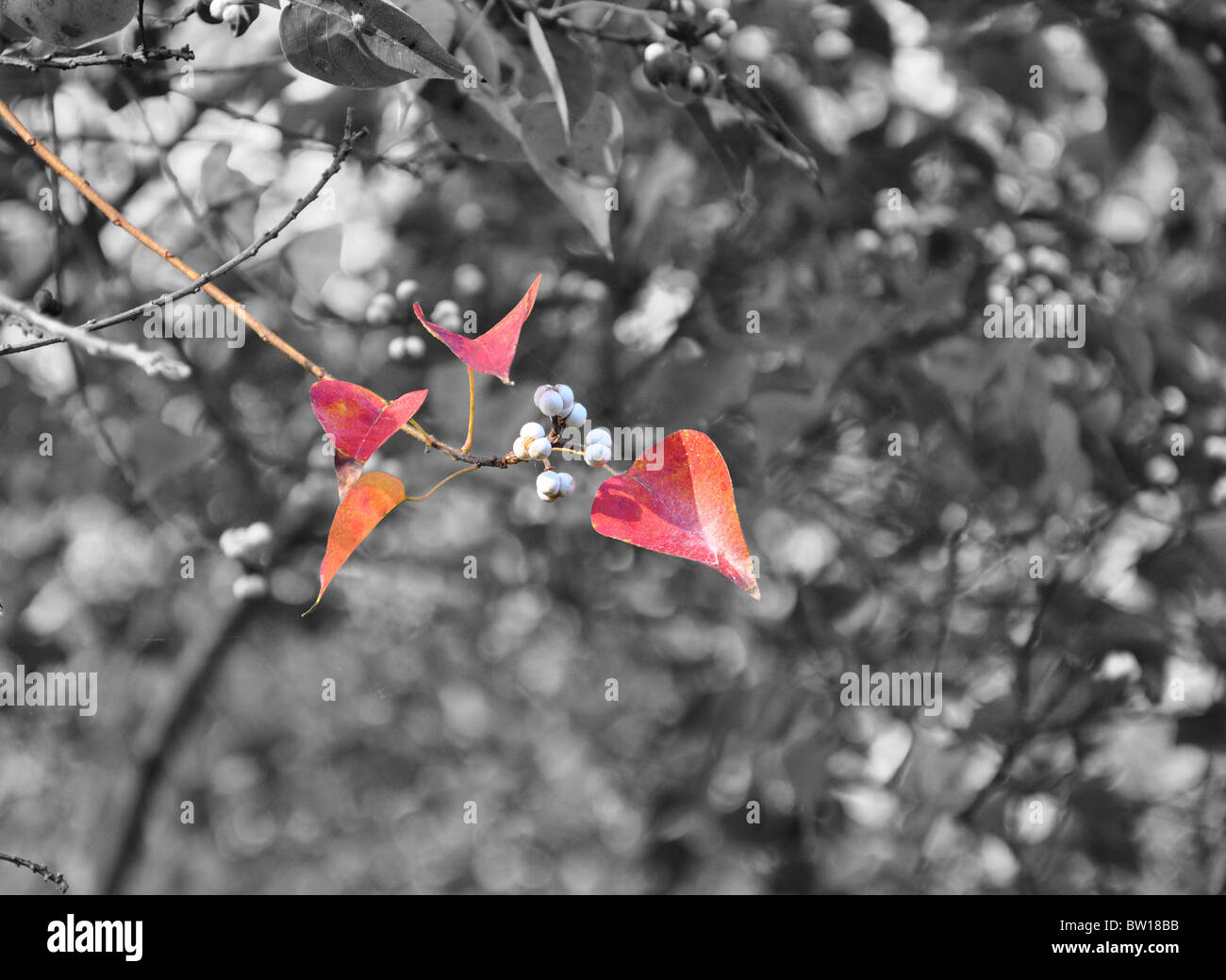 Chinese tallow tree hi-res stock photography and images - Alamy