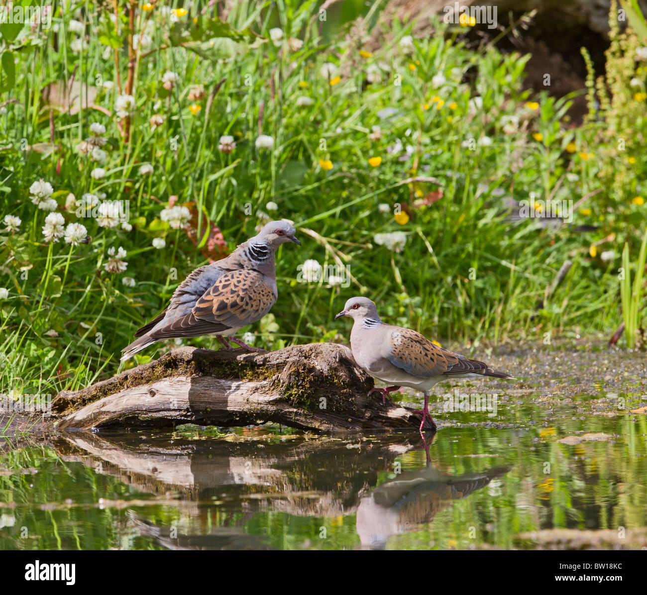 Turtle dove ( Streptopelia turtur ) pair drinking from pond Stock Photo ...