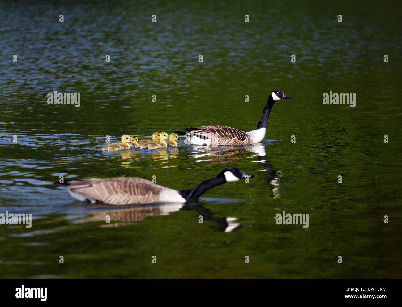 CANADIAN GEESE GOSLINGS CASTLE HOWARD YORKSHIRE MALTON NORTH YORKSHIRE ...