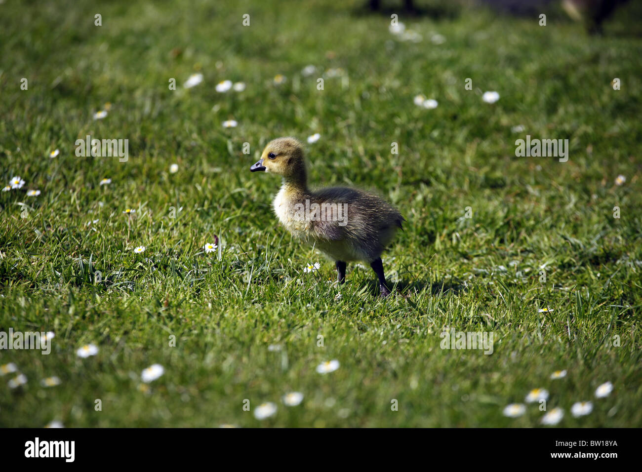 CANADIAN GOOSE YELLOW GOSLING CASTLE HOWARD MALTON NORTH YORKSHIRE ...