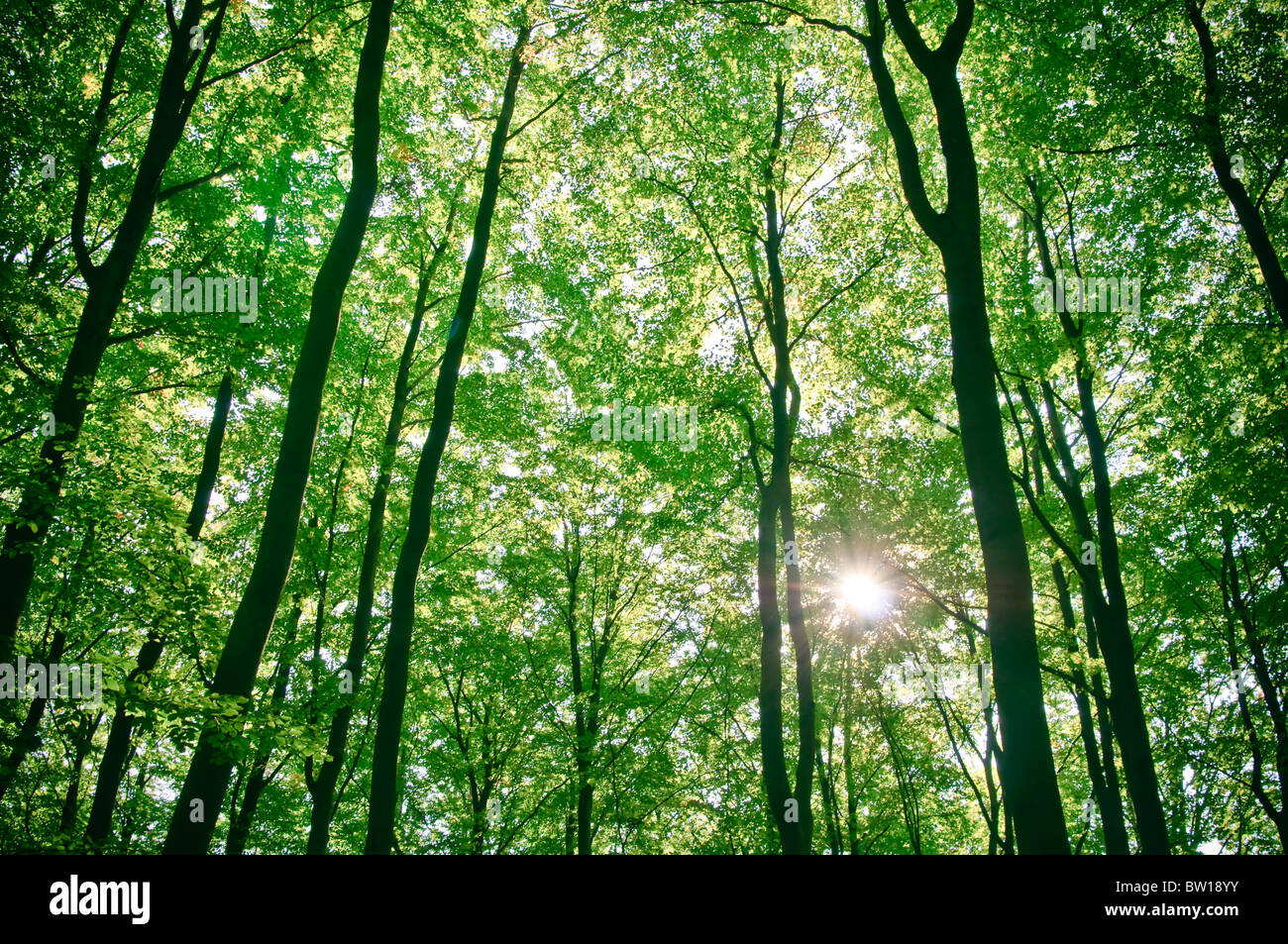sunlight being detectable in trees in the forest Stock Photo - Alamy