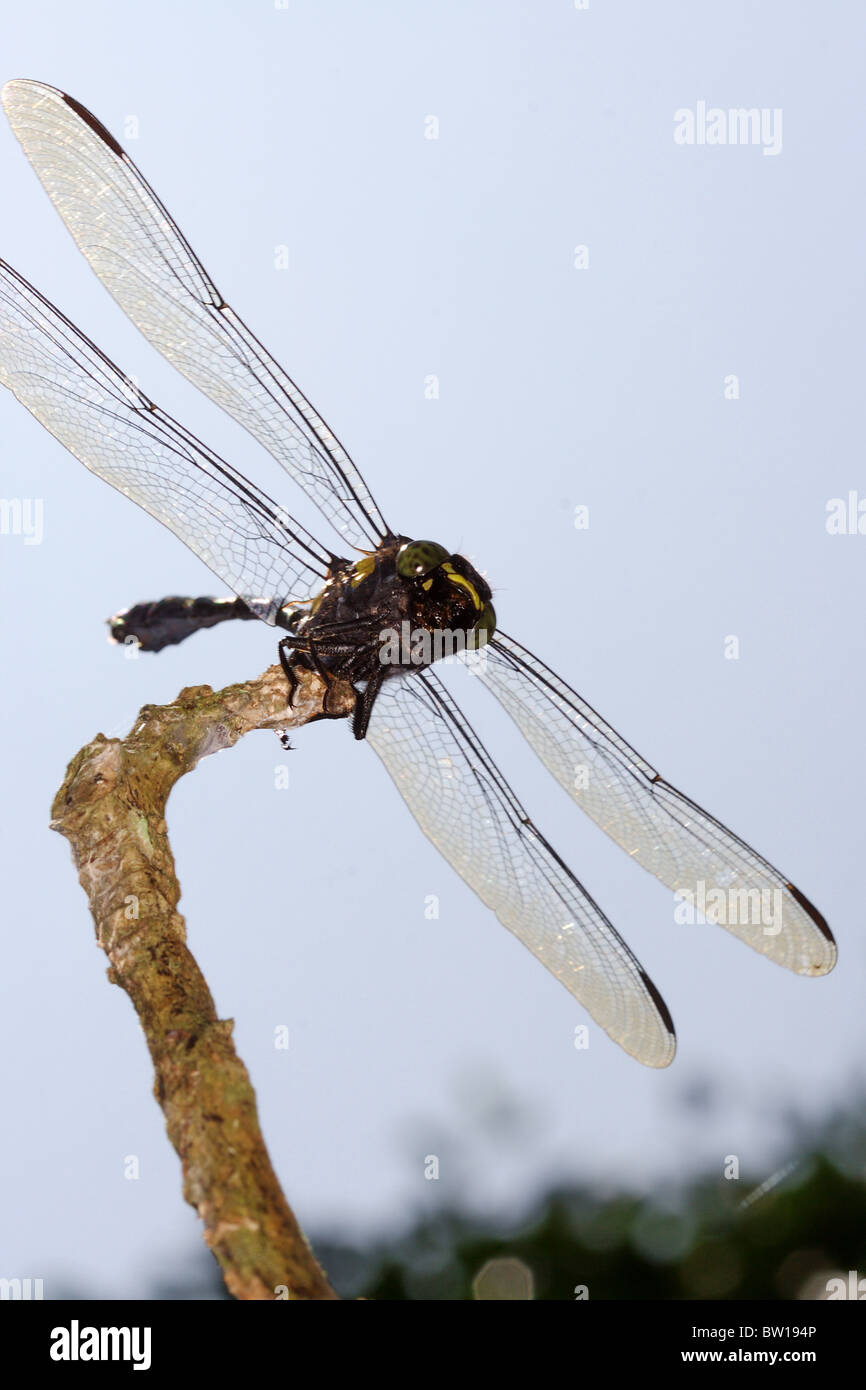 Tropical insects hi-res stock photography and images - Alamy