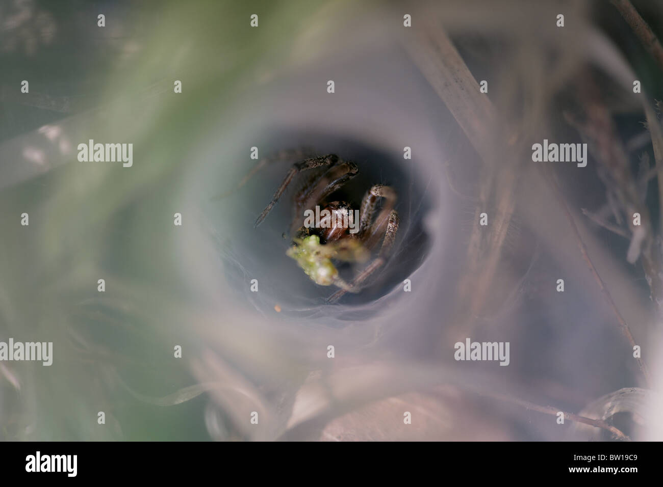 Funnel web or Agelenidae spider in its funnel web with prey, Dorset, UK ...