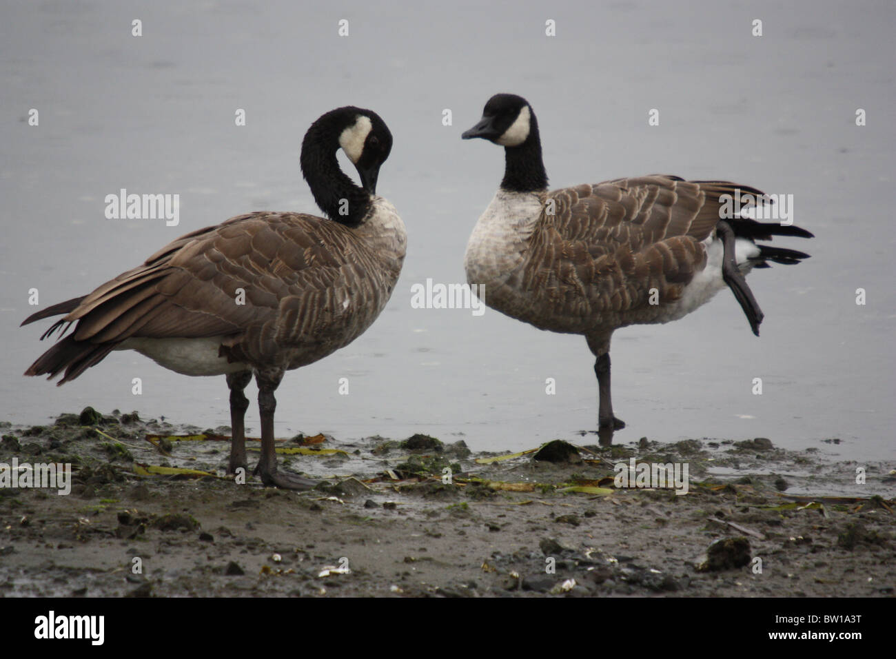Canada Geese at Royal Roads University, Victoria, Vancouver Island, BC ...